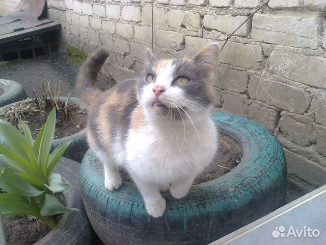 Трехцветная кошь очень хочет домой