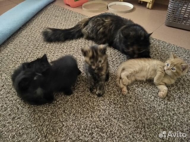 Помесные котята