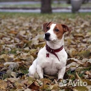 Щенок Джек Рассел терьера с документами