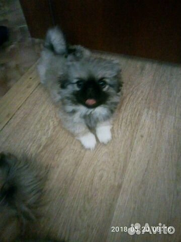 Девчушка пекинесочка