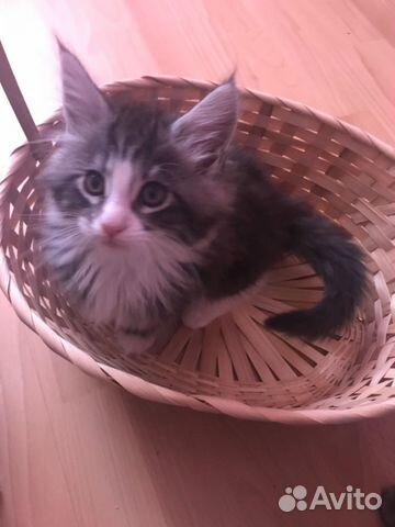 Клубные 2-х месячные котята мейн-кунята