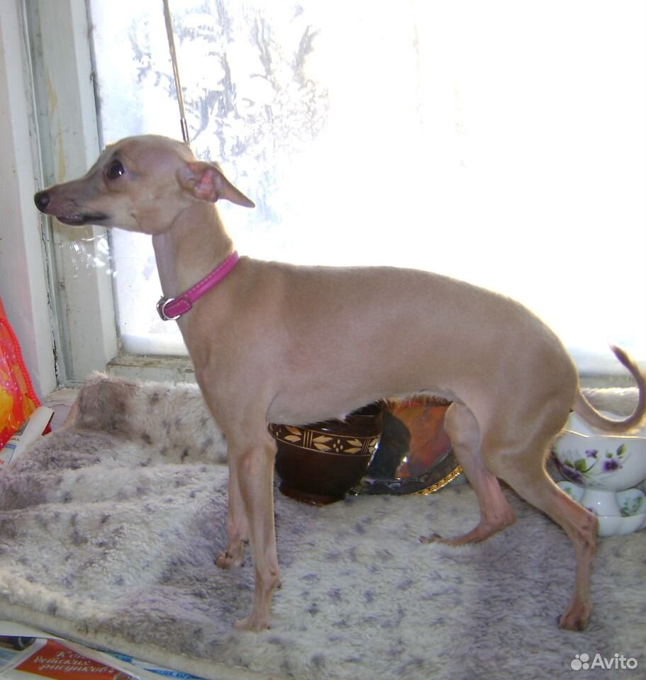 Очаровательные щенок левретки мини мальчик и девоч