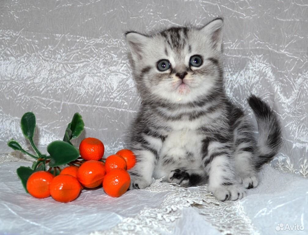 Мраморные детки-конфетки. Чистокровные британские