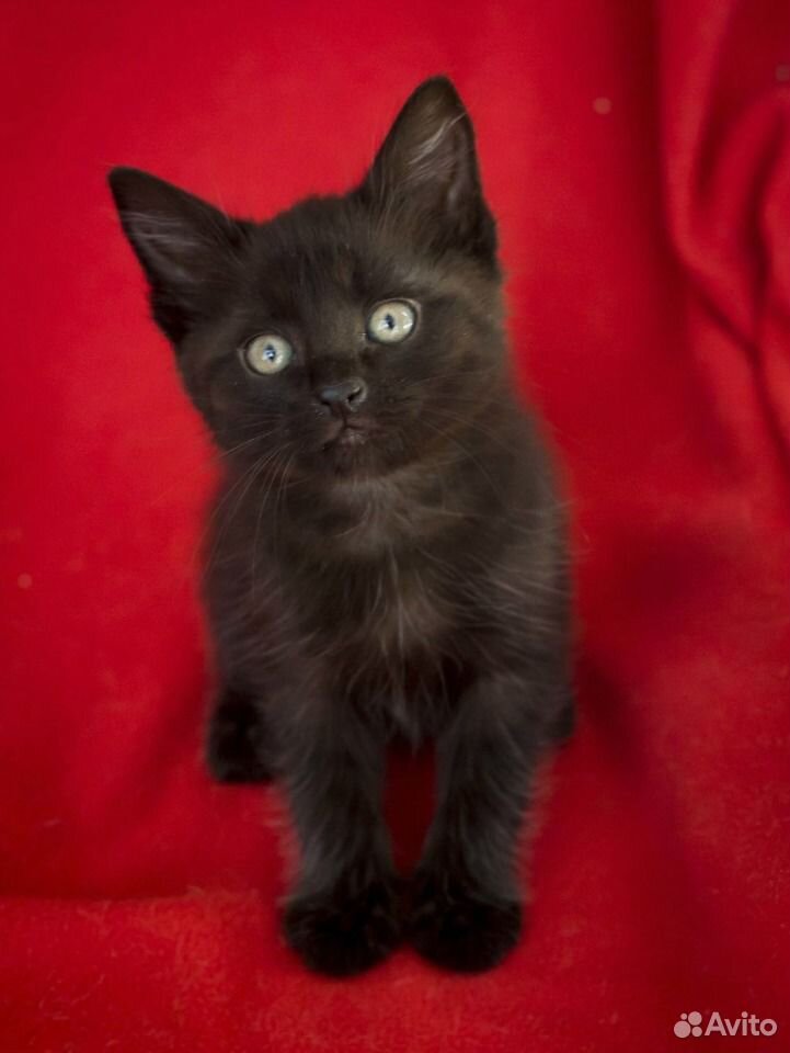 Котенок (коттэ)
