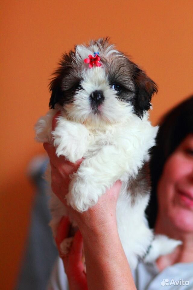 Мелкий стандарт.2 мес.Без грыж и недостатков.Кукол