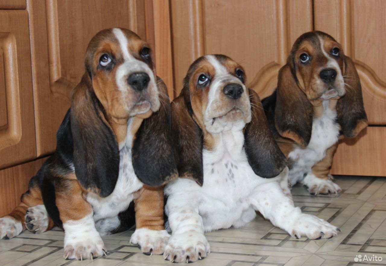 Продам щенков породы " Бассет- Хаунд"