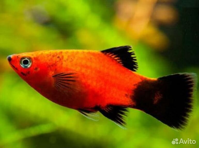 Меченосцы, пецилии, растения