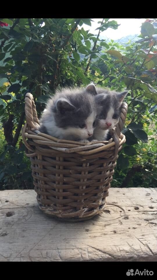 Милейшие котята/Котенок