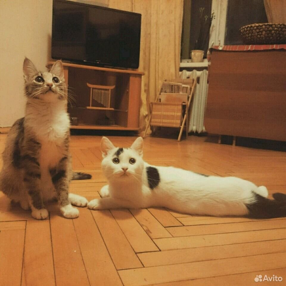 Отдам кота Изюм,и кошку Муся оба стерелизованы в х