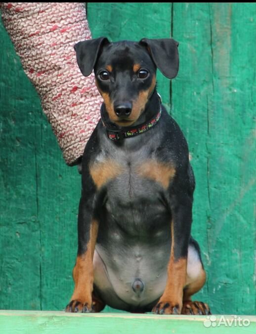 Щенки пинчера