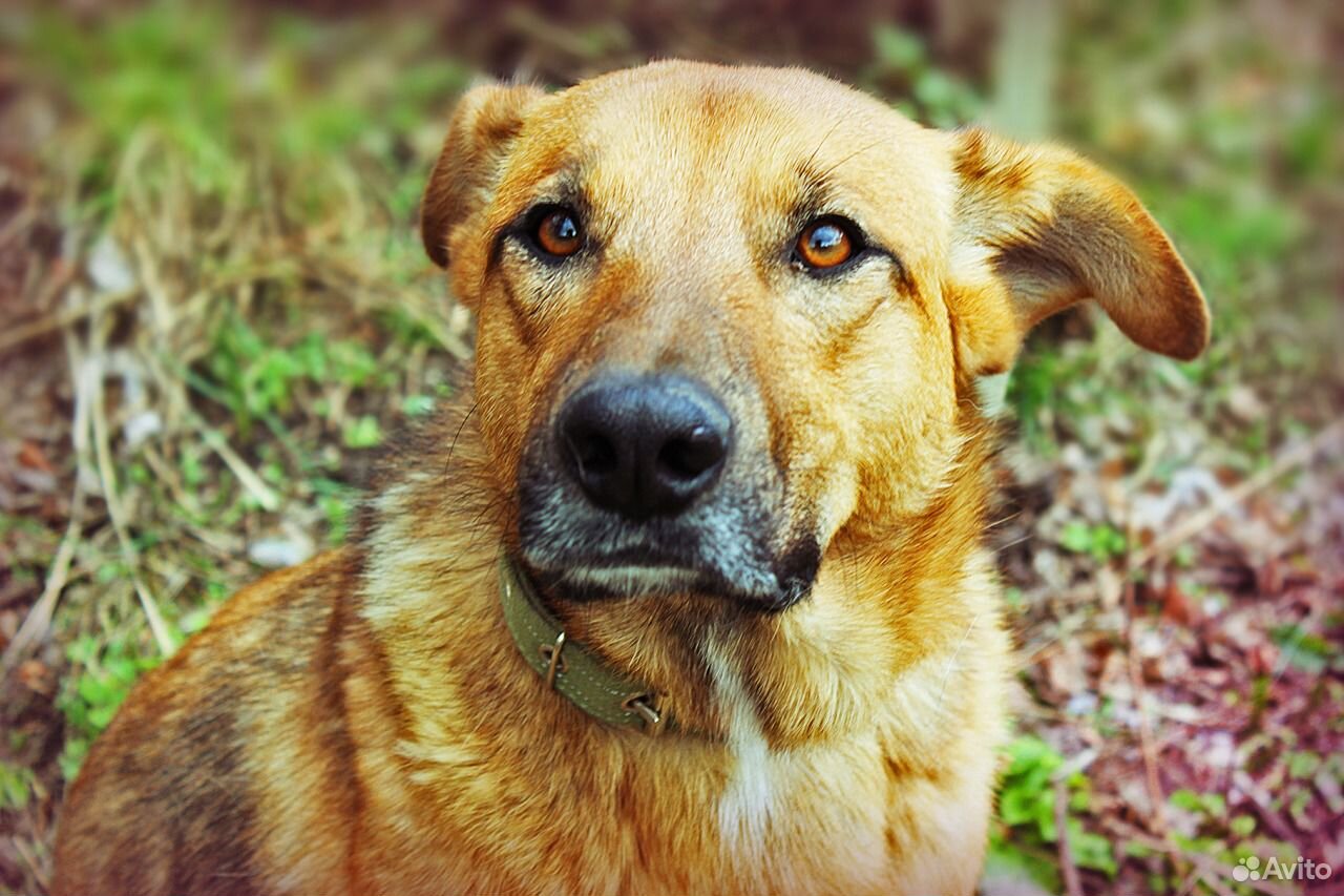 Душевный пес, спасенный от отстрела, ищет семью