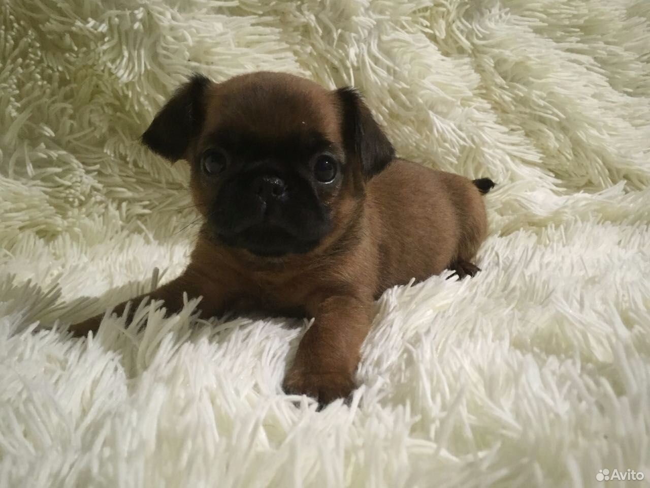 Замечательные щенки брабансона