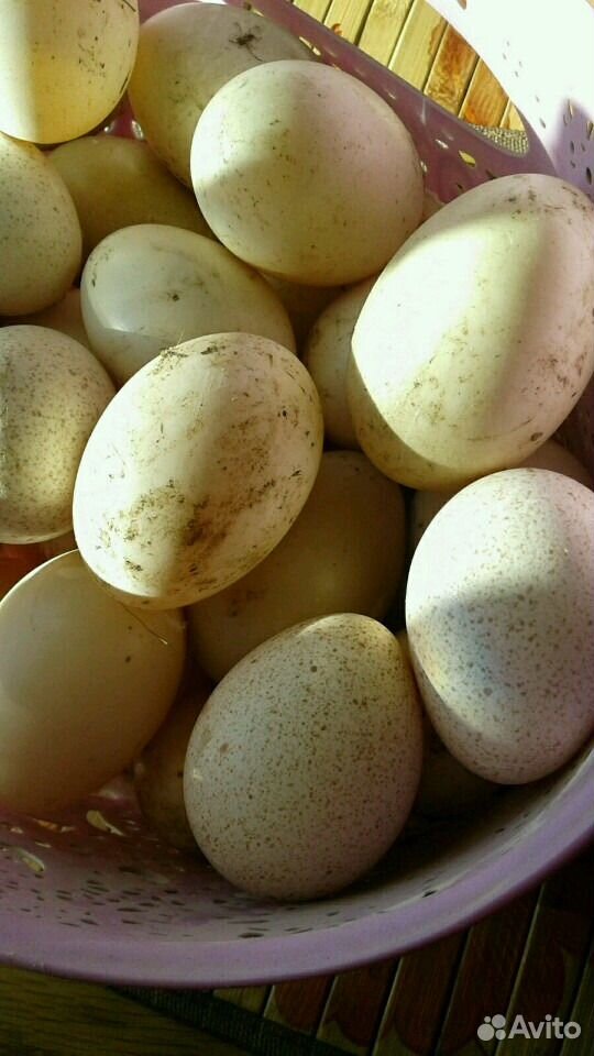 Утята Яйцо инкубационное