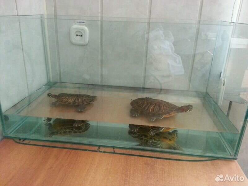 Аквариум 100 л + 2 черепахи