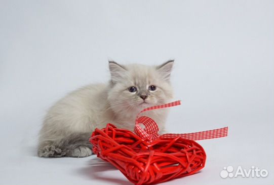Невские маскарадные котята