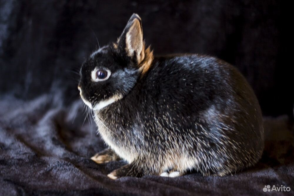 Самые миниатюрные крольчата Миноры