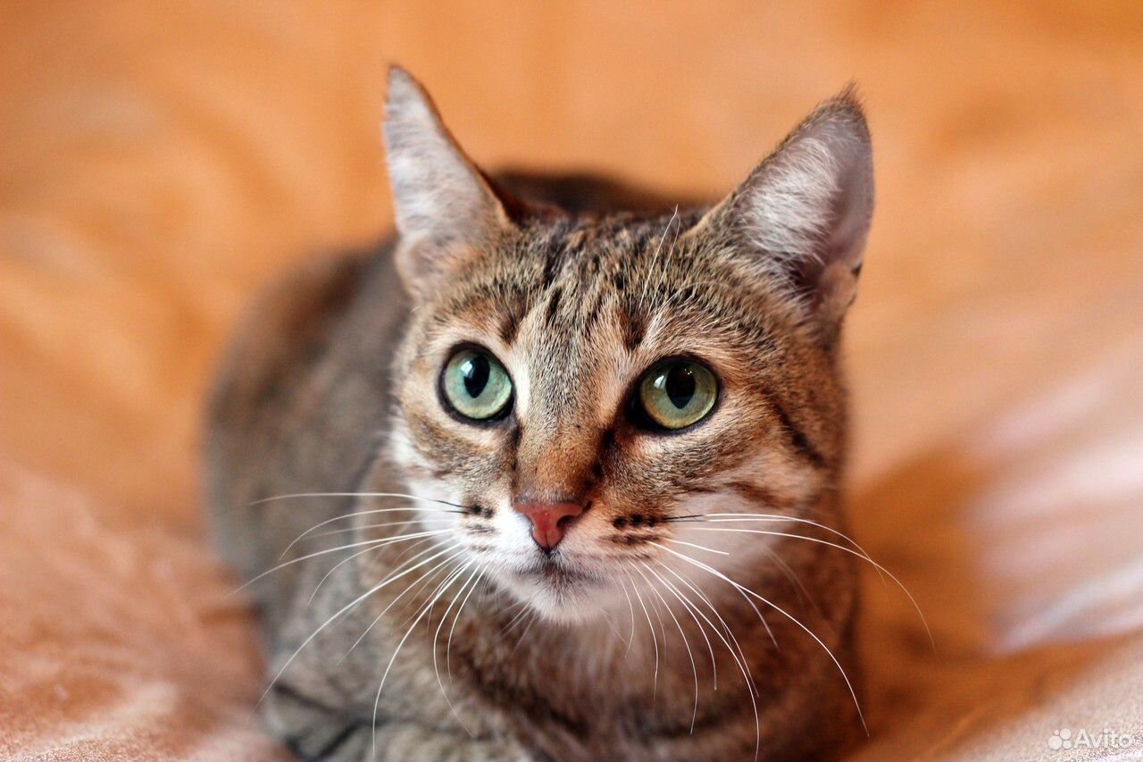 Ласкучая,доверчивая,умная,игривая кошечка Помпея