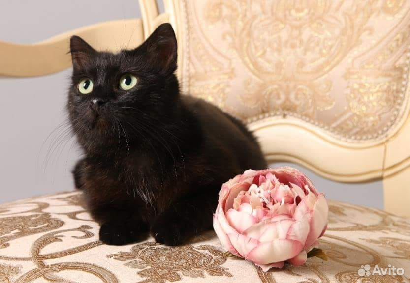 Черная кошка в дар