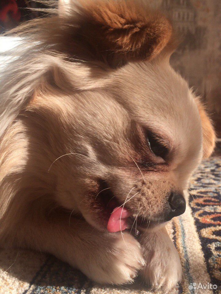 Чихуахуа связка самец