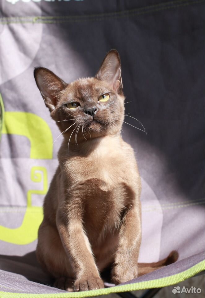 Шоколадный бурмакотик