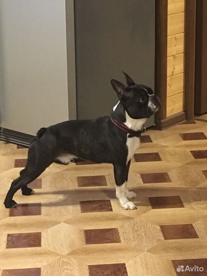 Бостон Терьер кобель для вязки