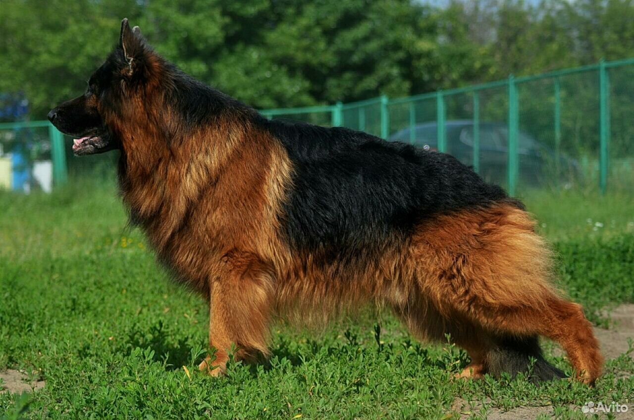 Мальчик от Франта