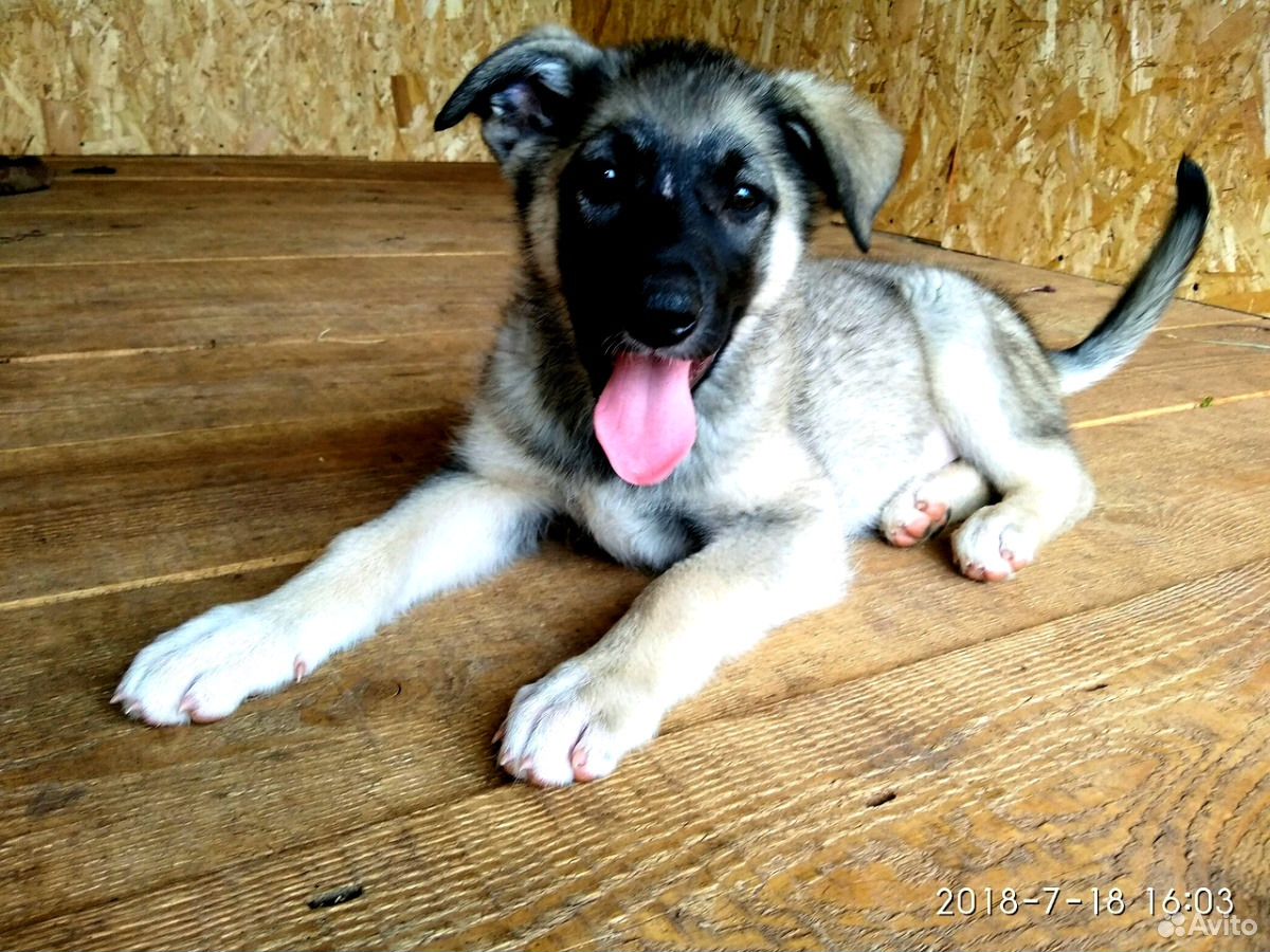 Овчаристые крохи в дар