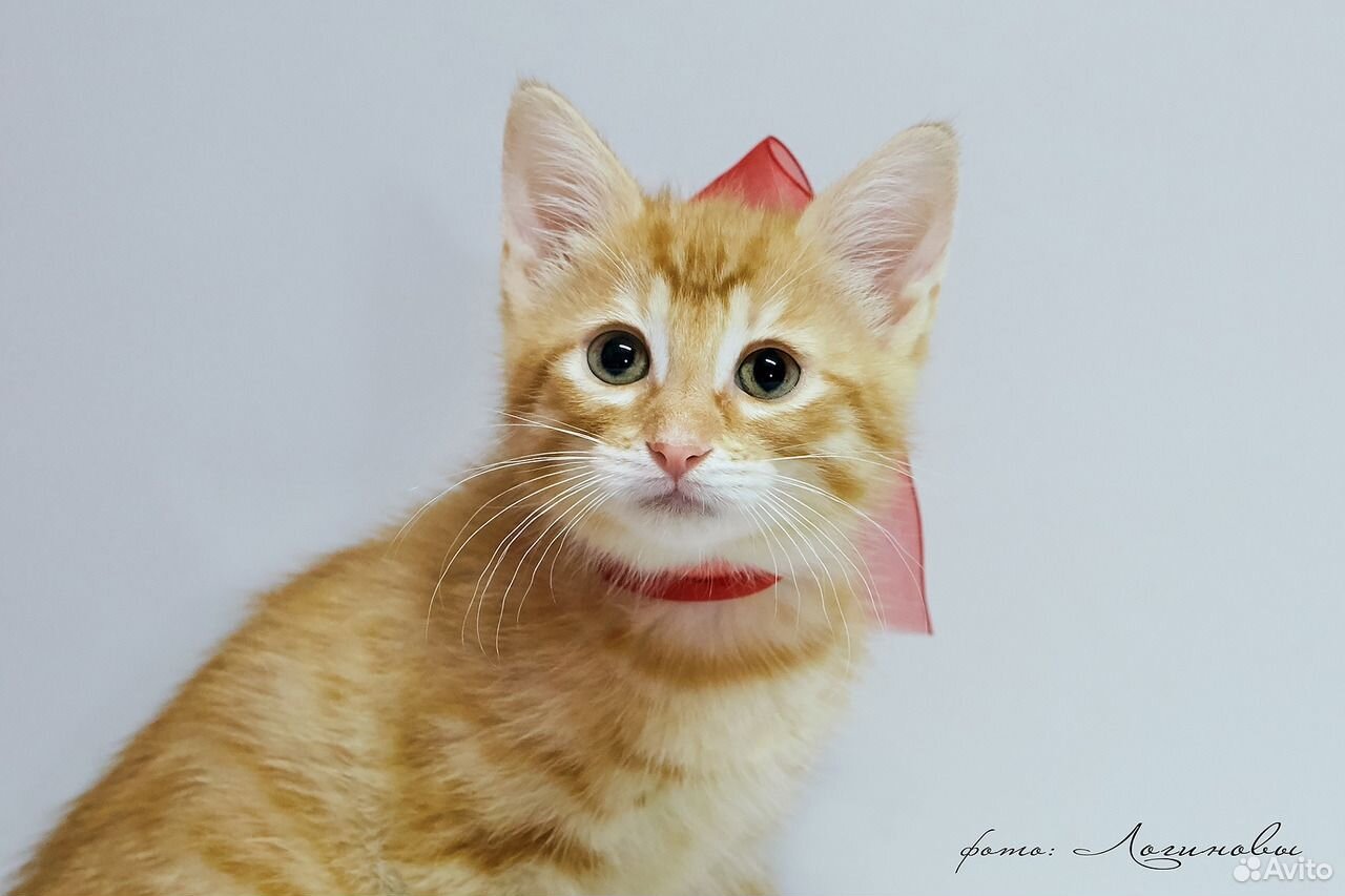 Котёнок Рыжик 3 месяца