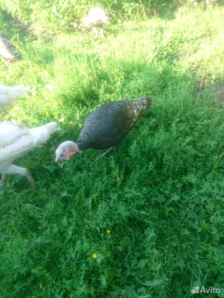 Индюки молодые