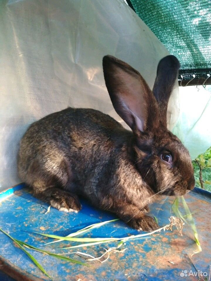 Самец фландер