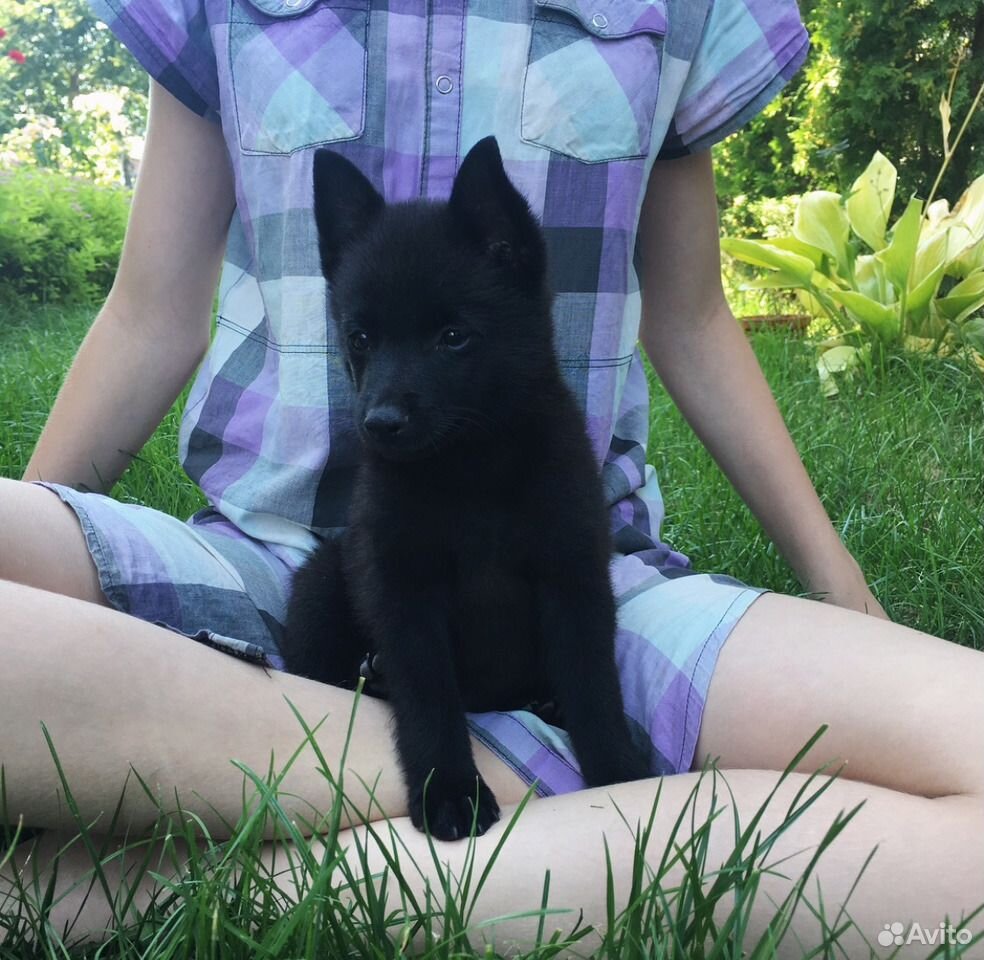 Девочка схипперке