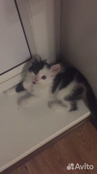 Кошачий ребенок в добрые руки