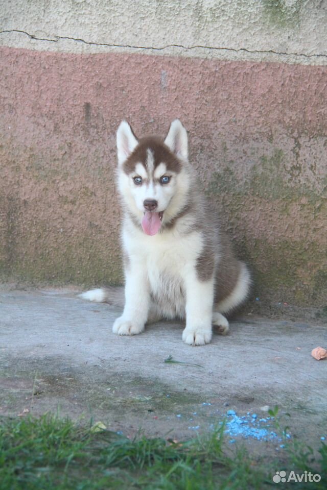 Хаски - красотка