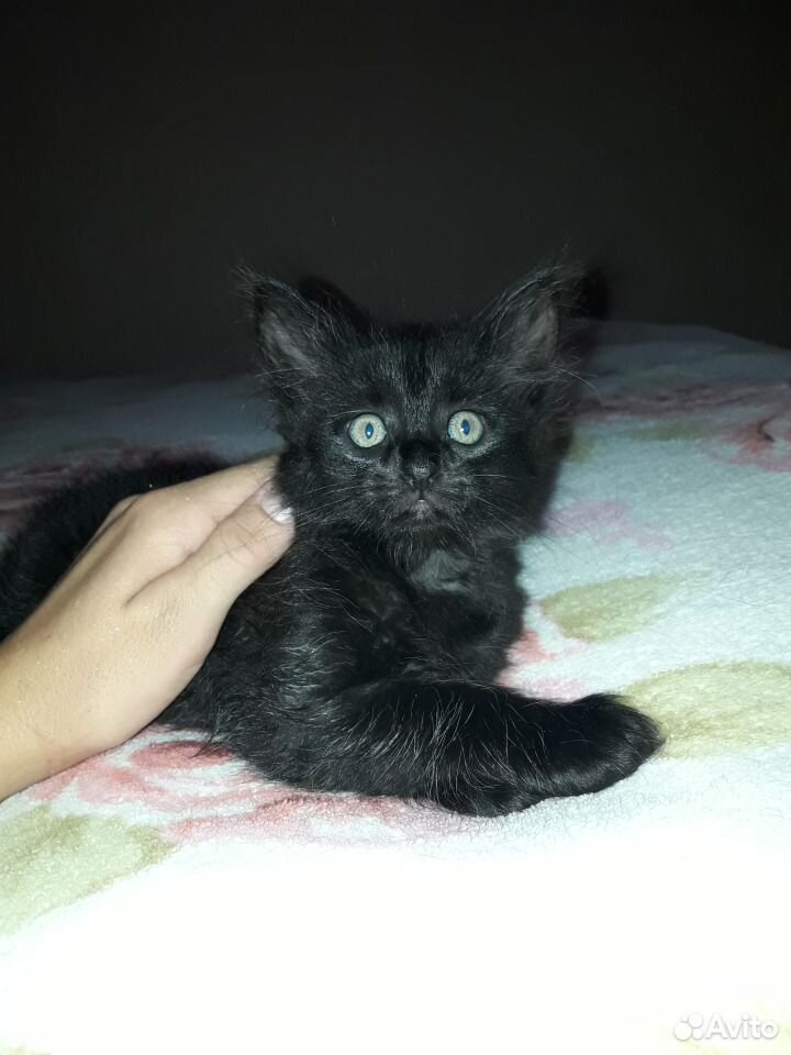 Умненькие котята в добрые руки