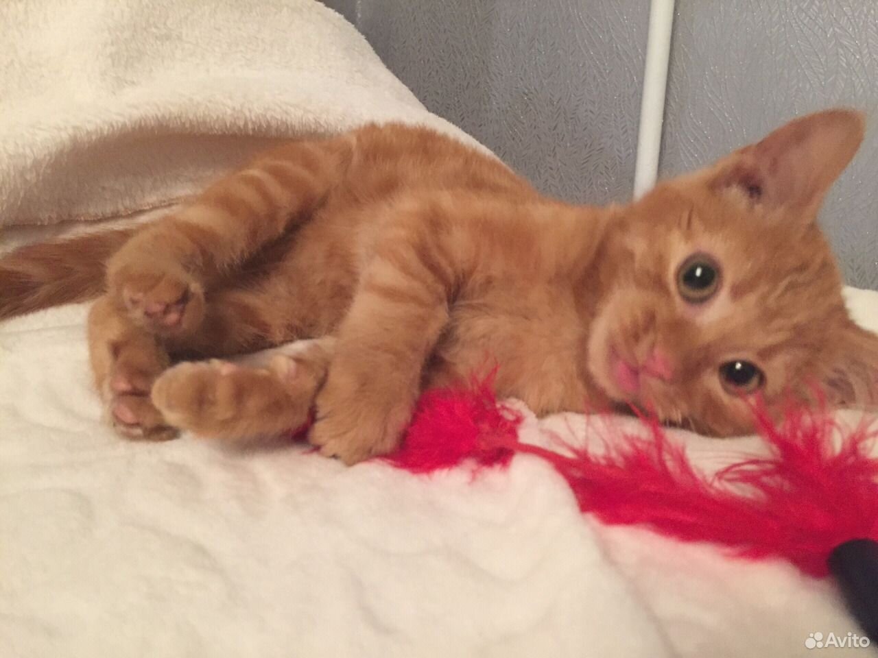 Рыжий солнечный котёнок