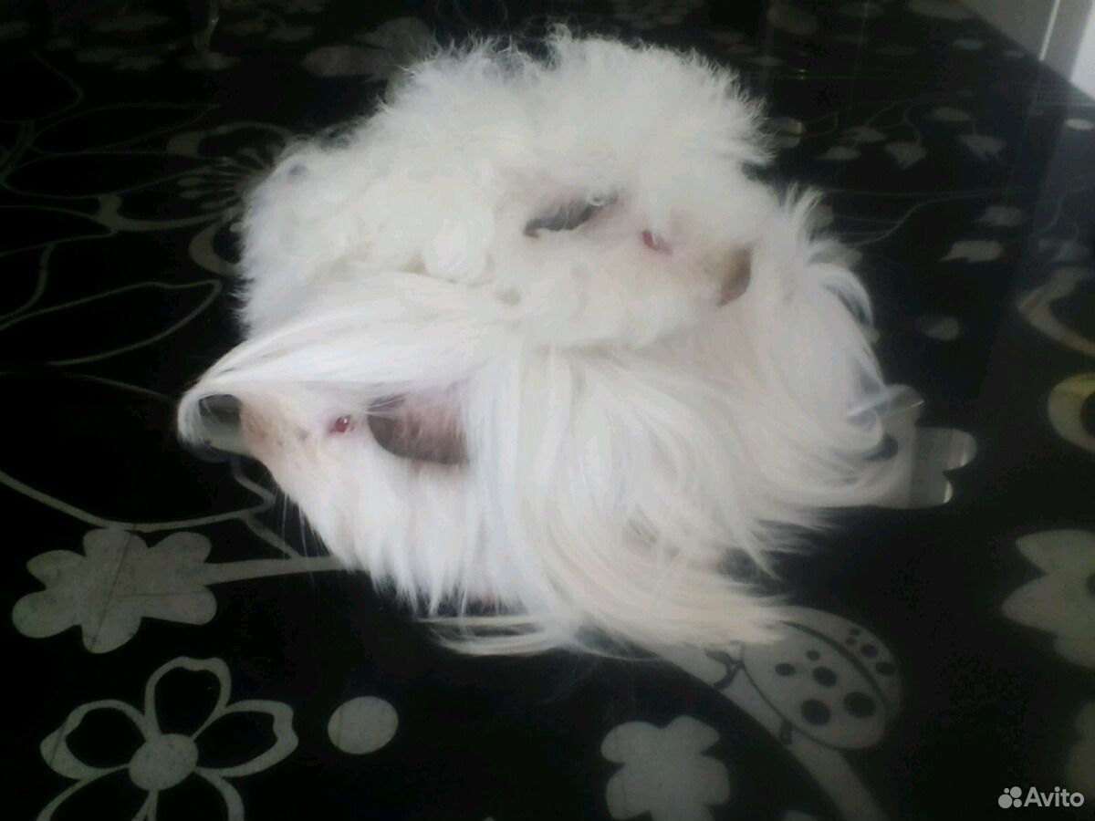 Пушок и Снежок