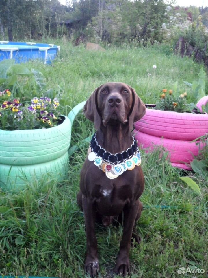 Щенки курцхаара от Чемпионов