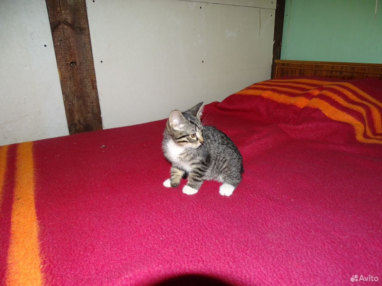 Отдам бесплатно котят в хорошие руки