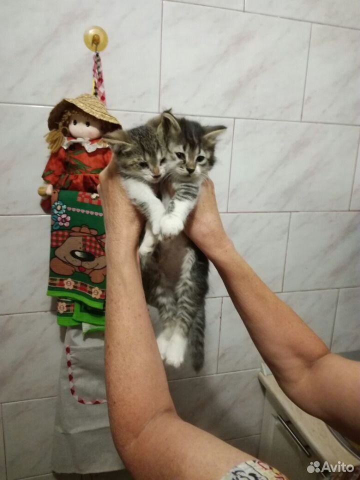 5 котенка домашних, есть рыжий полосатый, черно-бе