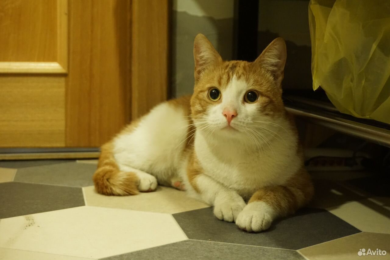 Отдам кота (потеряшка)
