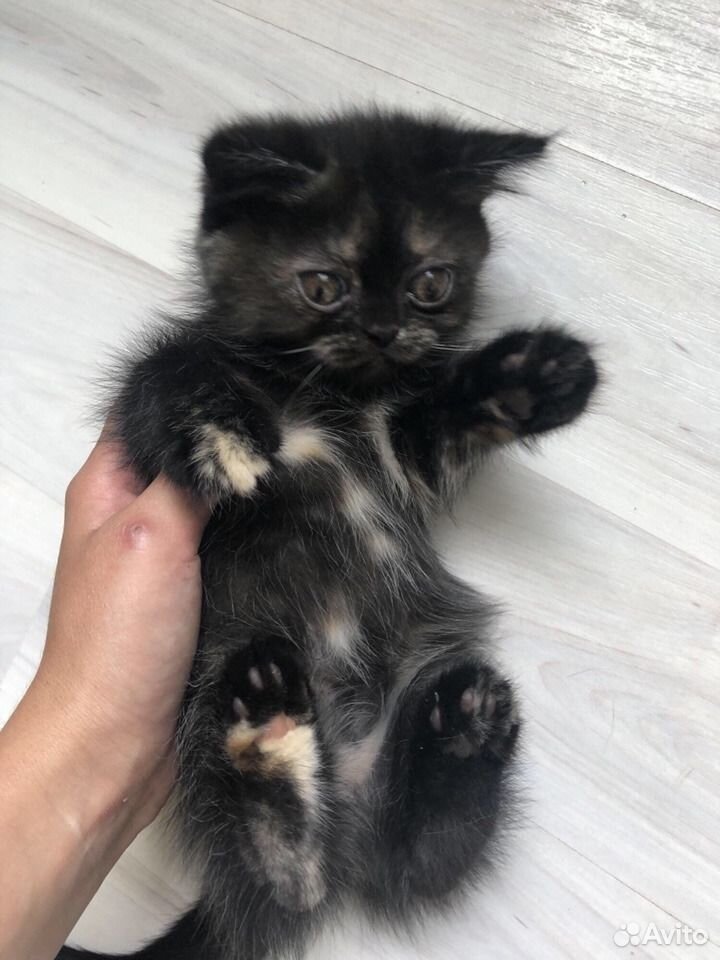 Персидский котёнок, девочка