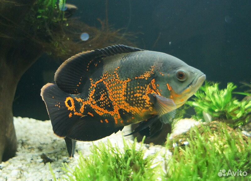 Астронотус 15-18 см