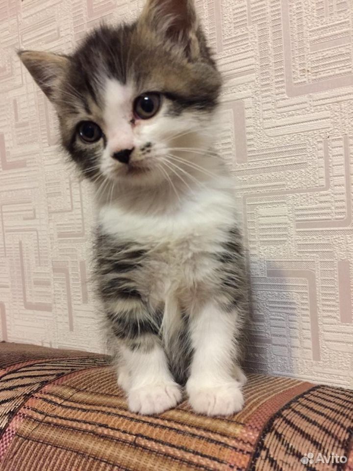 Котёнок
