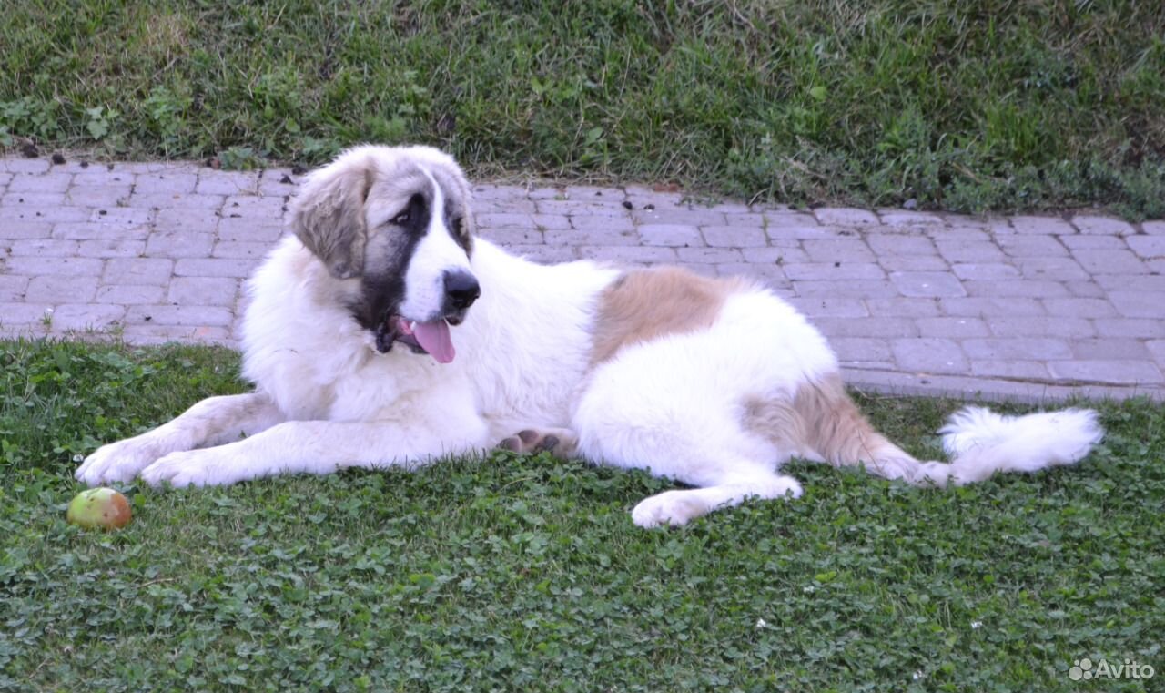 Подрощенный щенок породы Пиренейский Мастиф