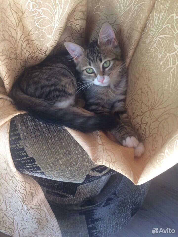 Кошечка Шпуля ищет дом