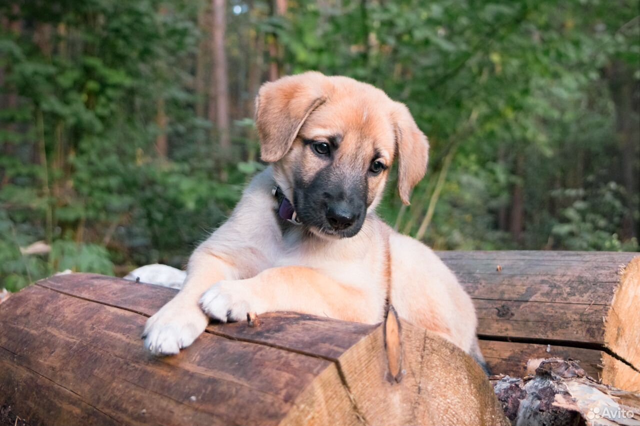 Щенок в дар, Мартин 2,5 месяца