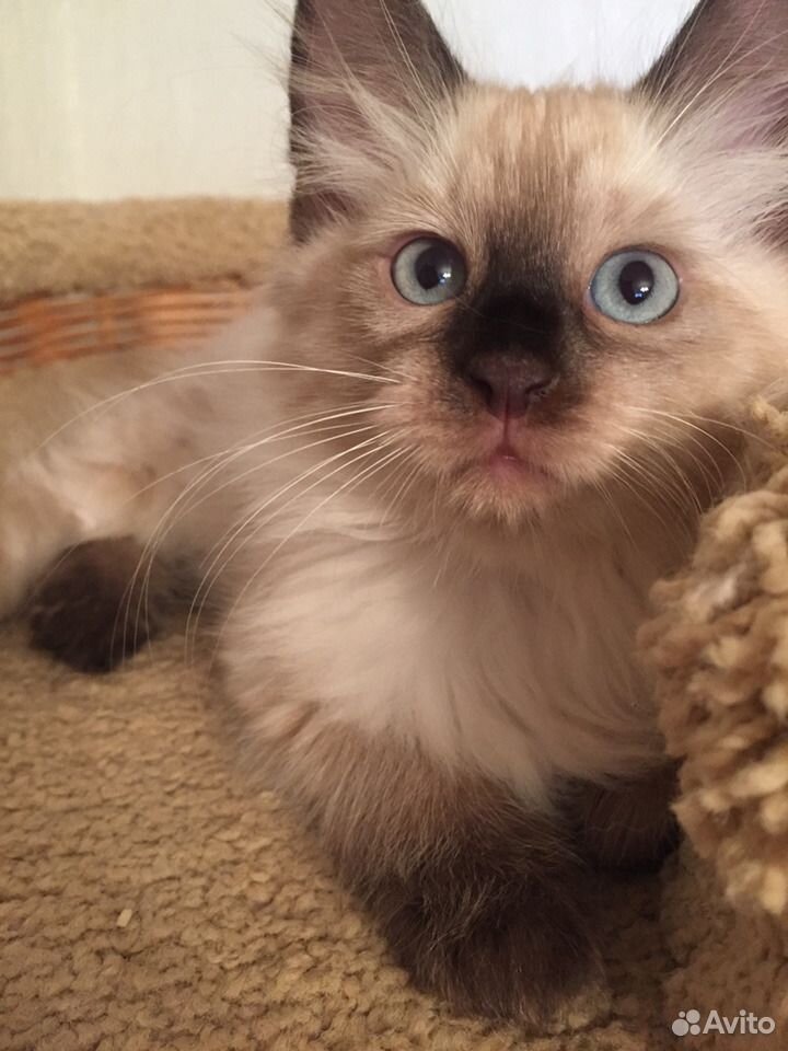 Рэгдолл котёнок