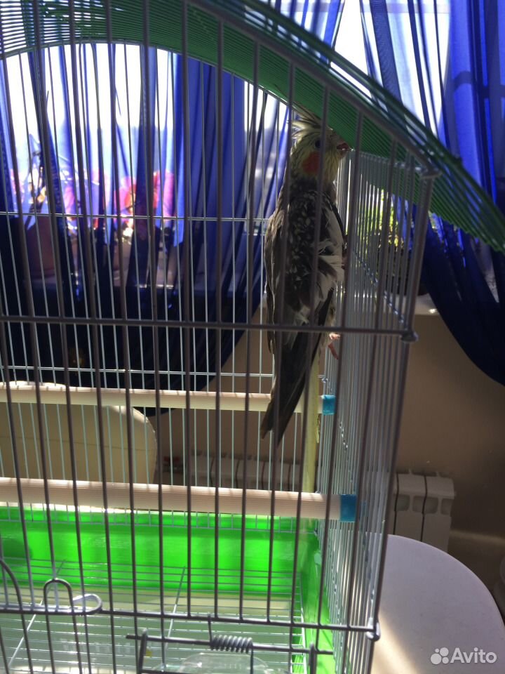 Попугай корелла