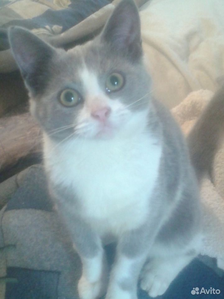 В добрые руки котенка-мурлыку