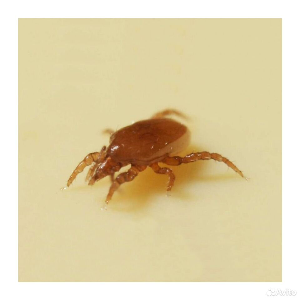 Антиклещи Hypoaspis miles (Гипоаспис майлс)